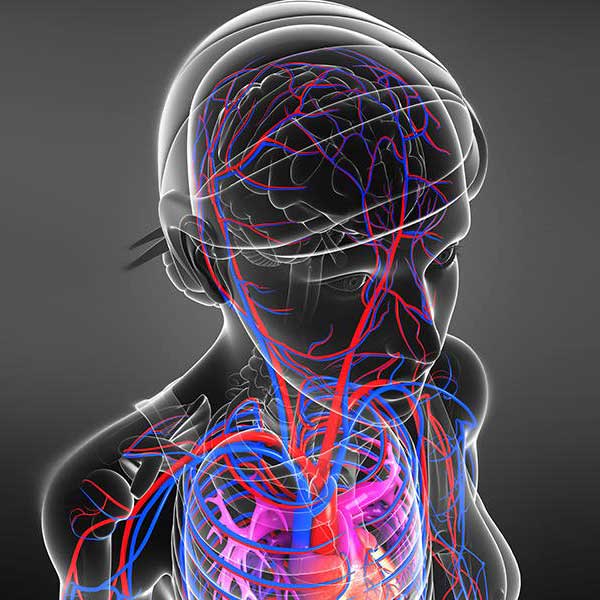 How Your Body’s Systems Work Together - The Healing Sole